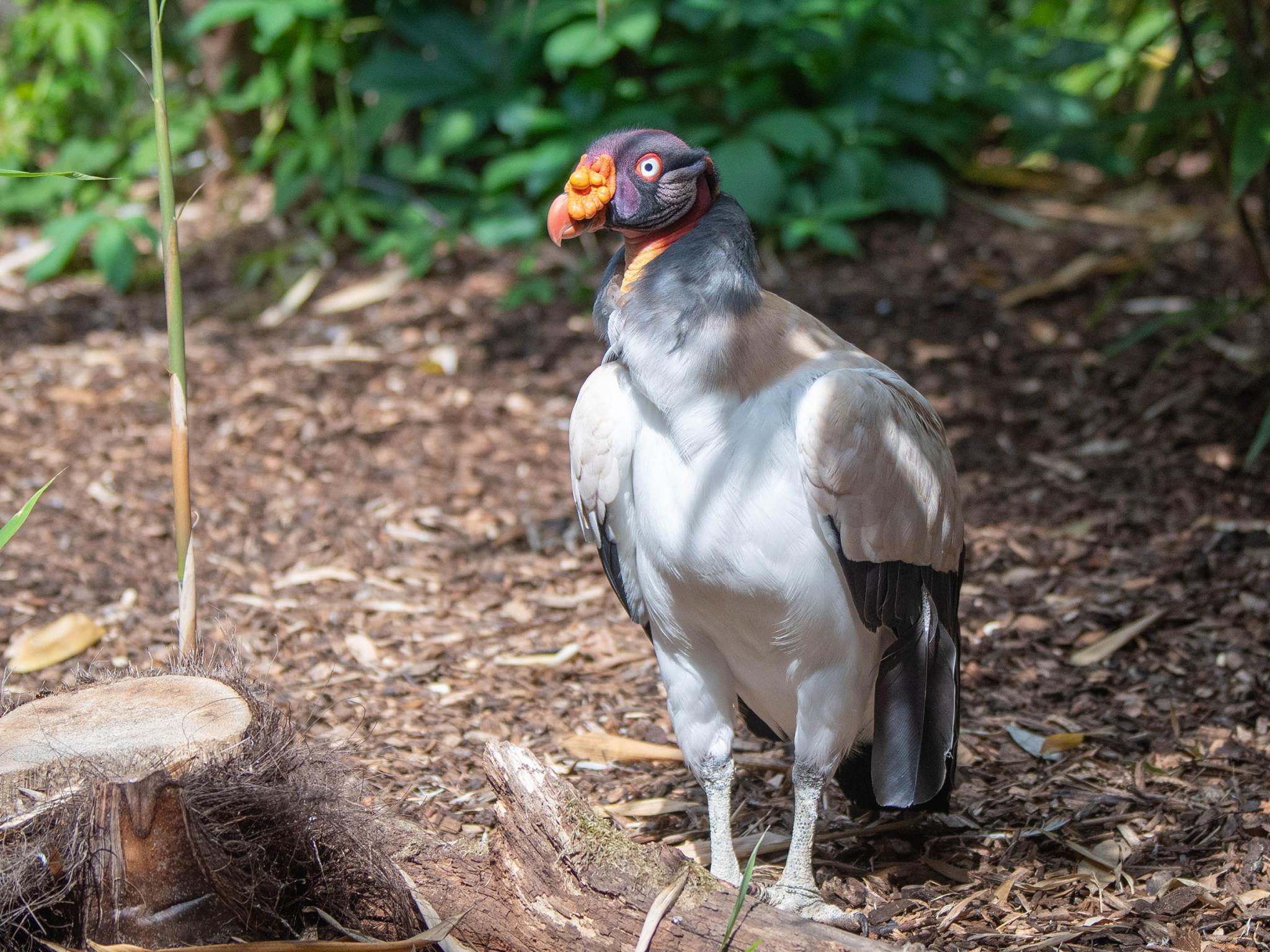 King Vulture Arrival - Colchester Zoological Society