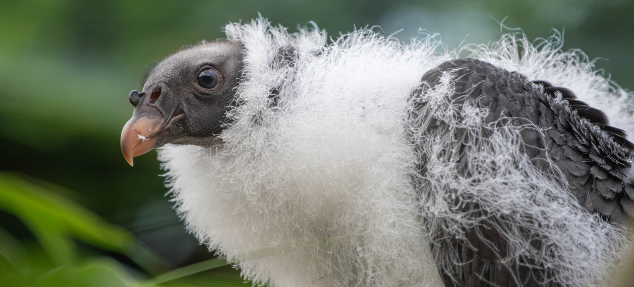 King Vulture Arrival - Colchester Zoological Society