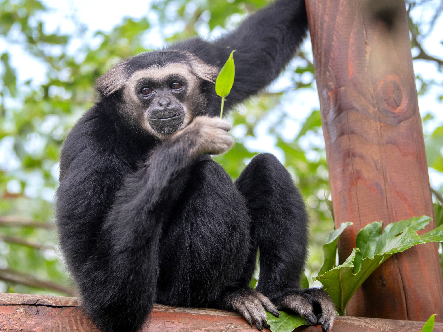 Gibbon Update - Colchester Zoological Society