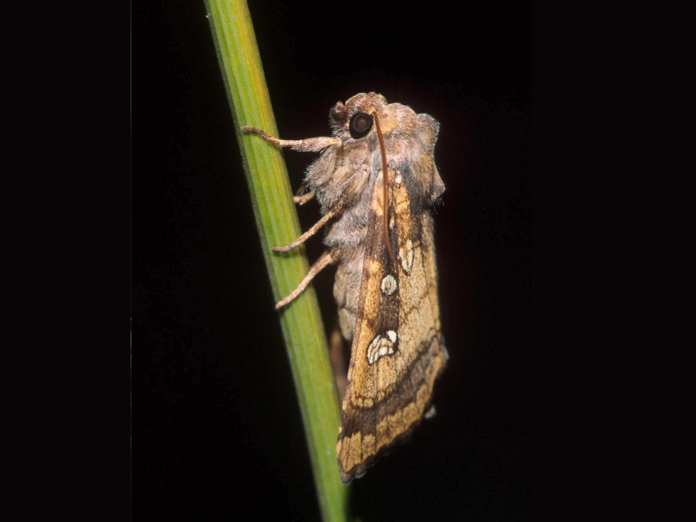 Fisher’s Estuarine Moth Breeding Programme - Colchester Zoological Society