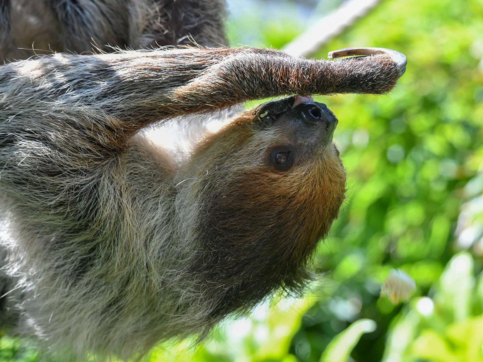 New Sloth Arrival - Colchester Zoological Society