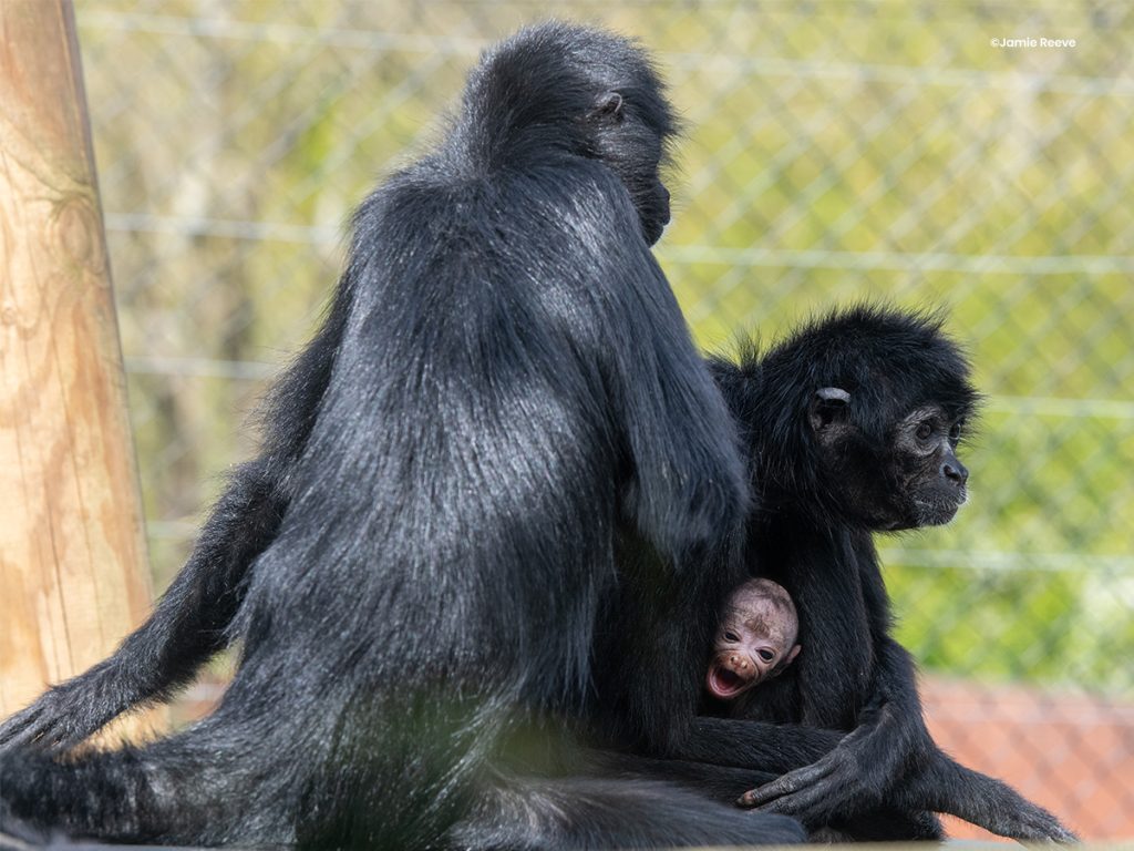 Exciting Spider Monkey Birth! - Colchester Zoological Society