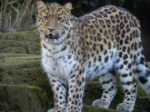 Rare Amur leopard cubs born - Colchester Zoological Society