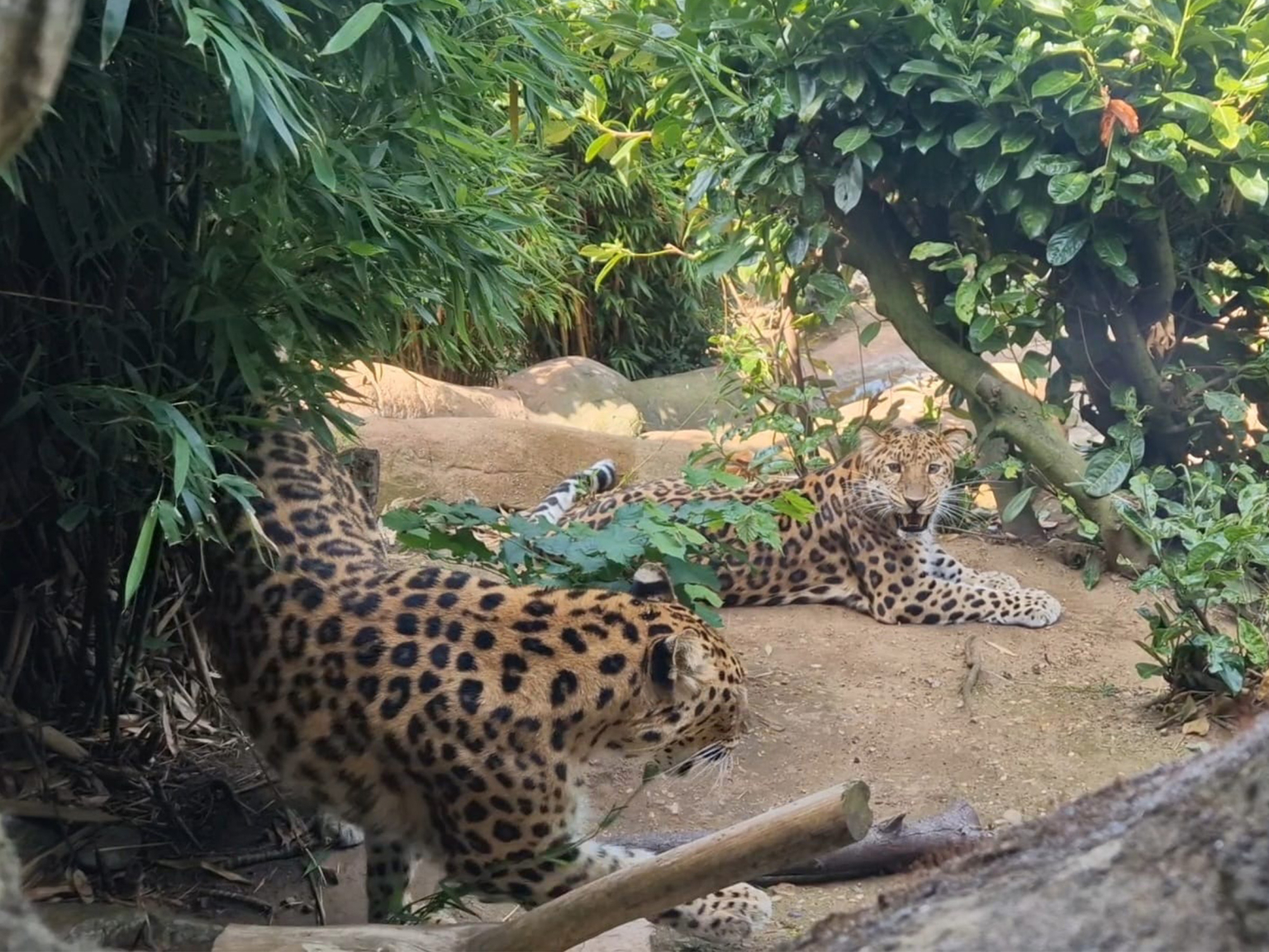 Rare Amur leopard cubs born - Colchester Zoological Society