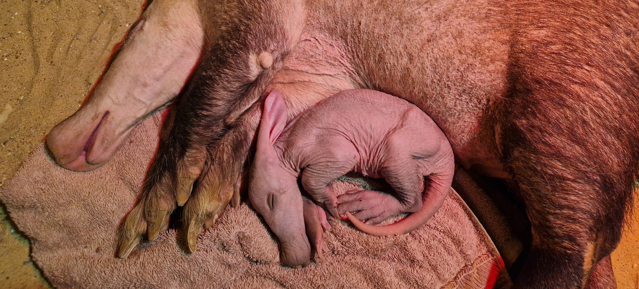 Adorable Aardvark Arrival! - Colchester Zoological Society