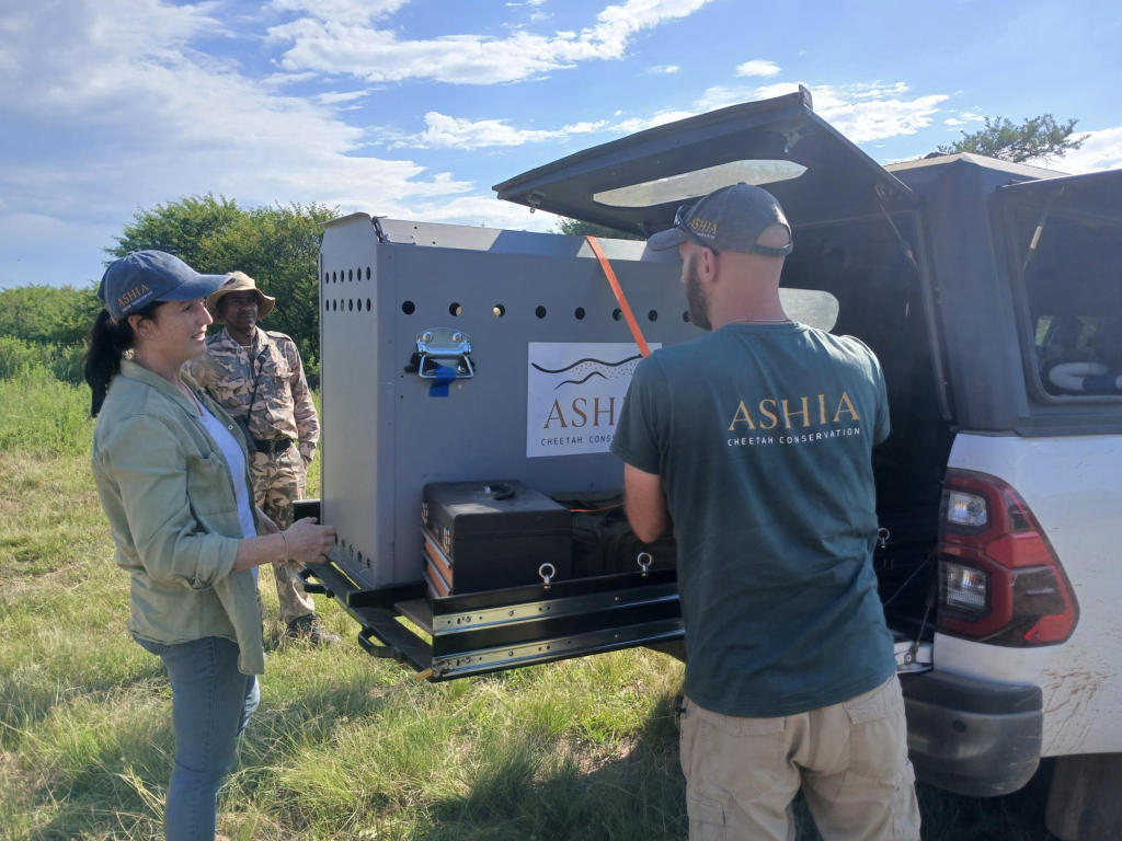 Cheetah arrives at UmPhafa Nature Reserve! - Colchester Zoological Society