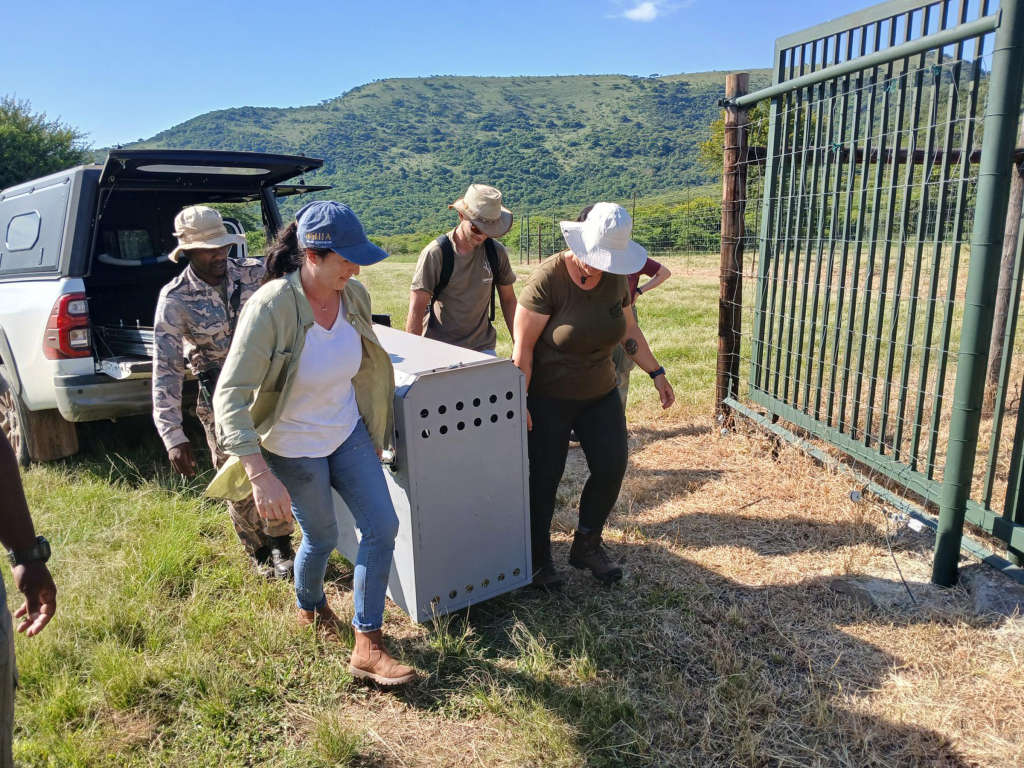 Cheetah arrives at UmPhafa Nature Reserve! - Colchester Zoological Society