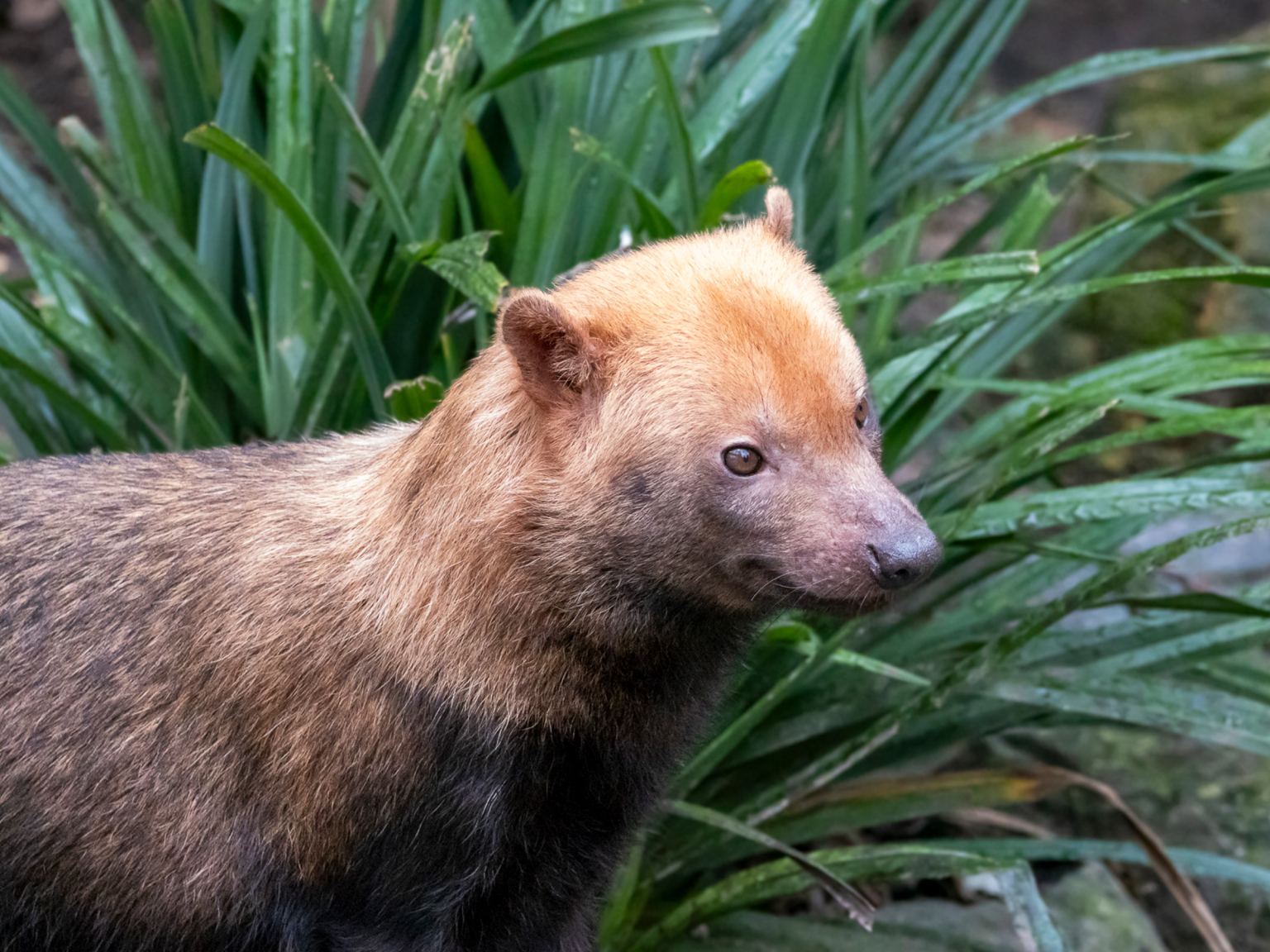 Bush Dog Family Update - Colchester Zoological Society