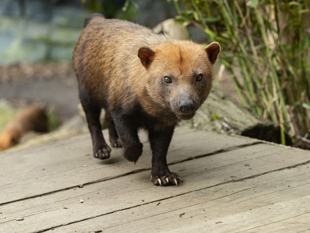 Bush Dog Family Update - Colchester Zoological Society