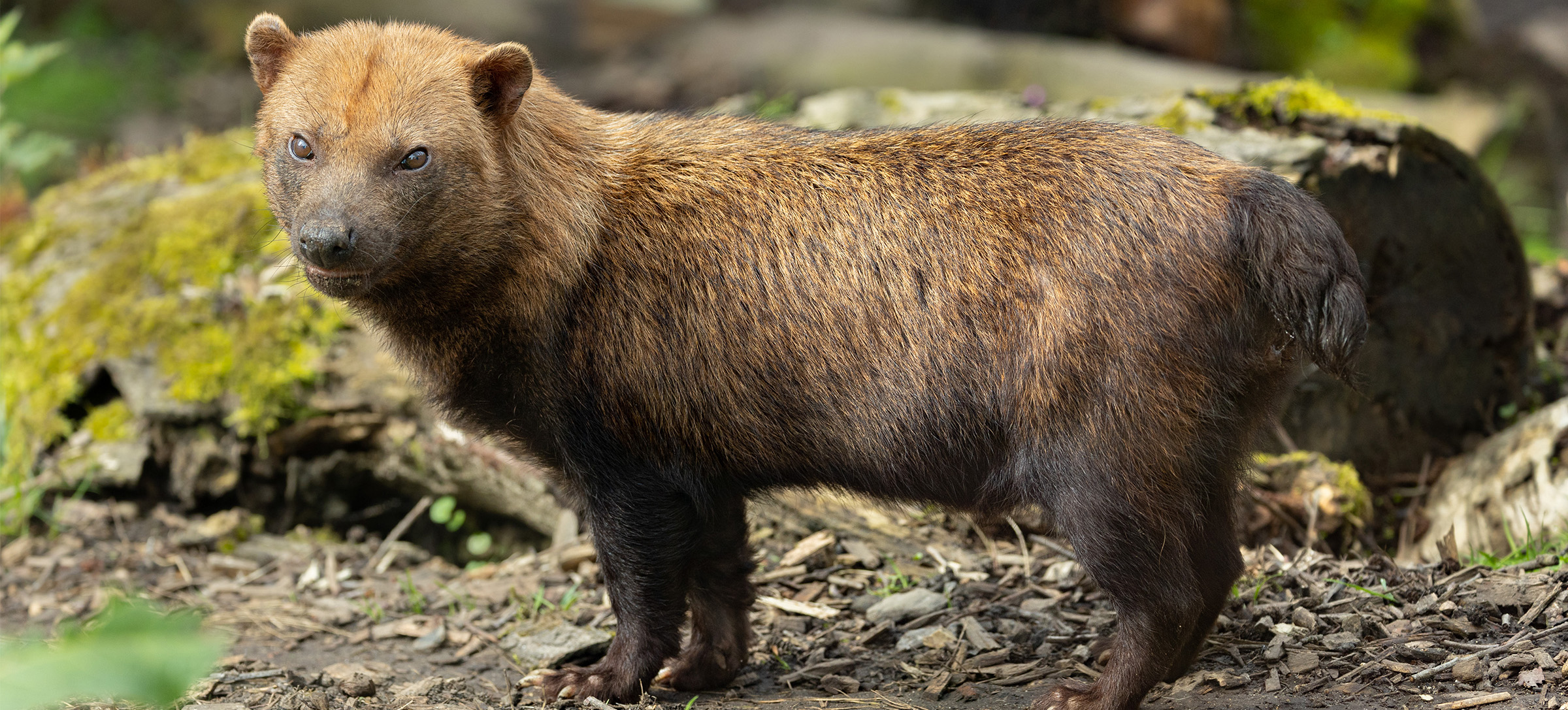 Bush Dog Family Update - Colchester Zoological Society