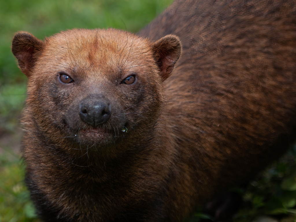 Bush Dog Family Update - Colchester Zoological Society