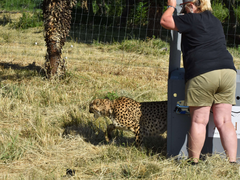 Cheetah arrives at UmPhafa Nature Reserve! - Colchester Zoological Society