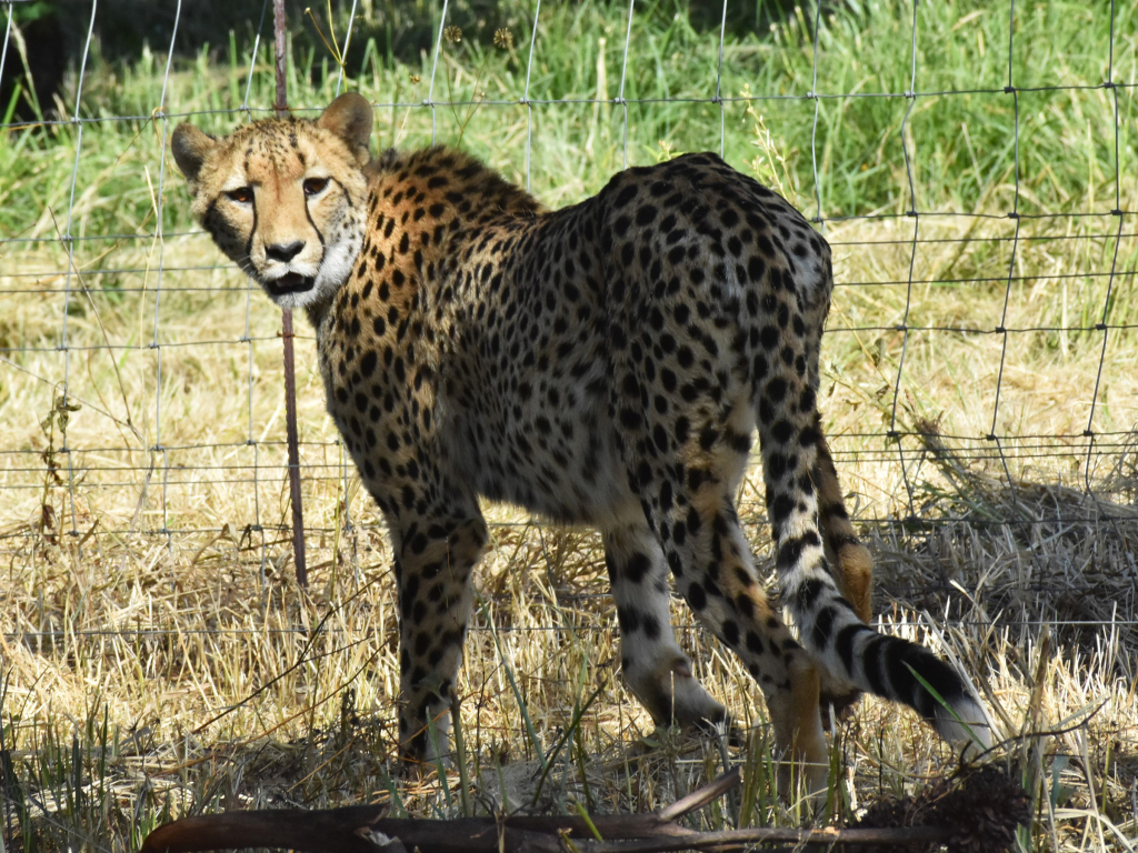 Cheetah arrives at UmPhafa Nature Reserve! - Colchester Zoological Society
