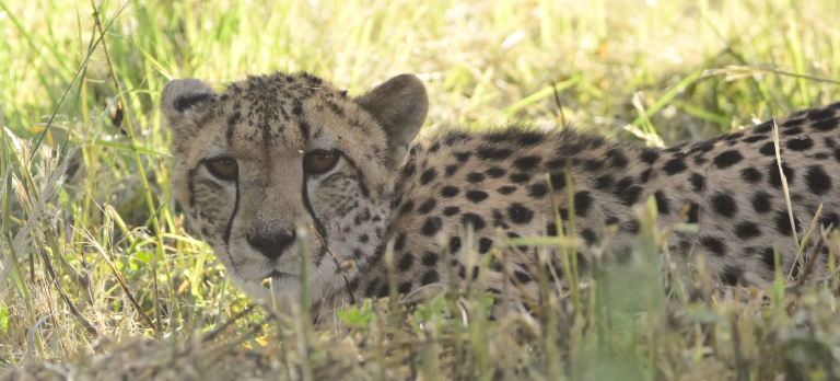 Cheetah arrives at UmPhafa Nature Reserve! - Colchester Zoological Society