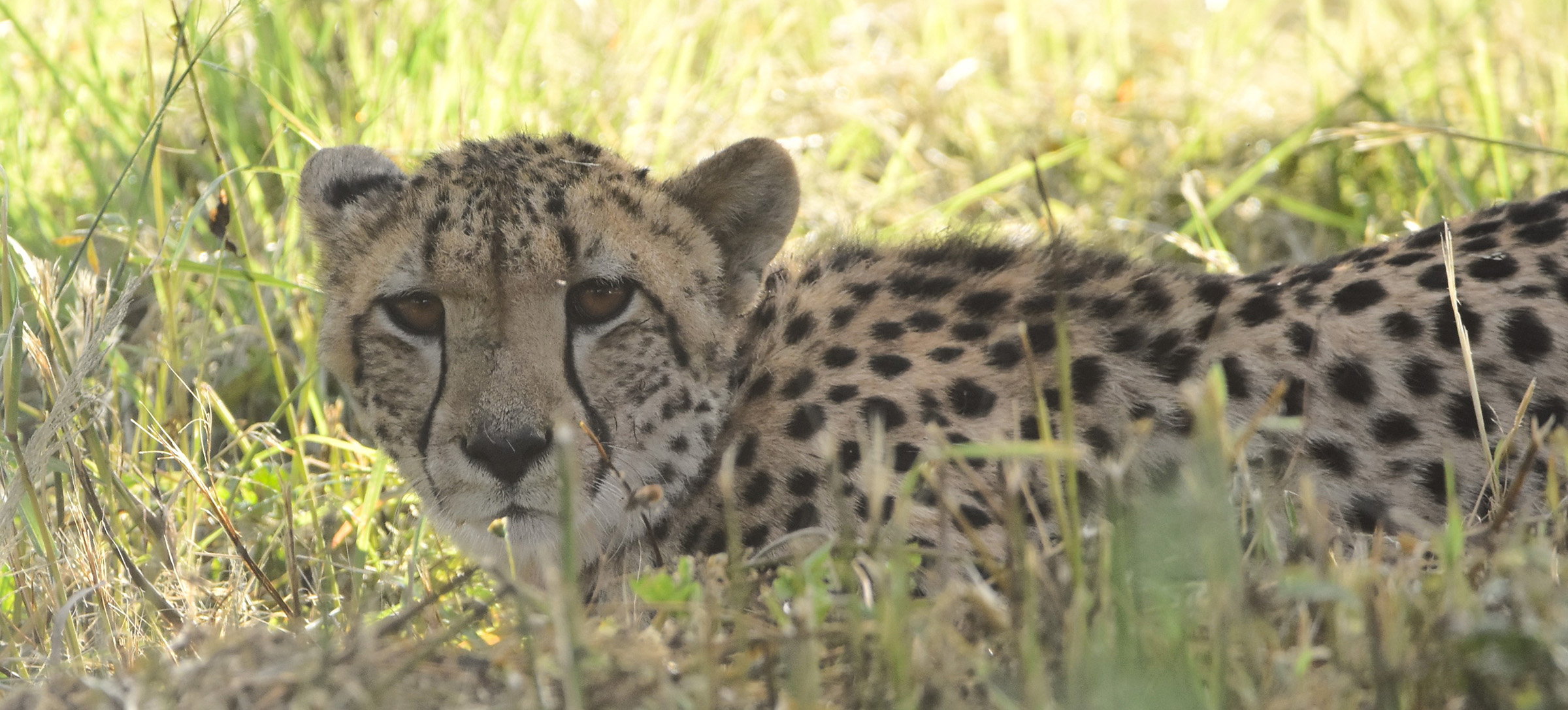 Cheetah arrives at UmPhafa Nature Reserve! - Colchester Zoological Society