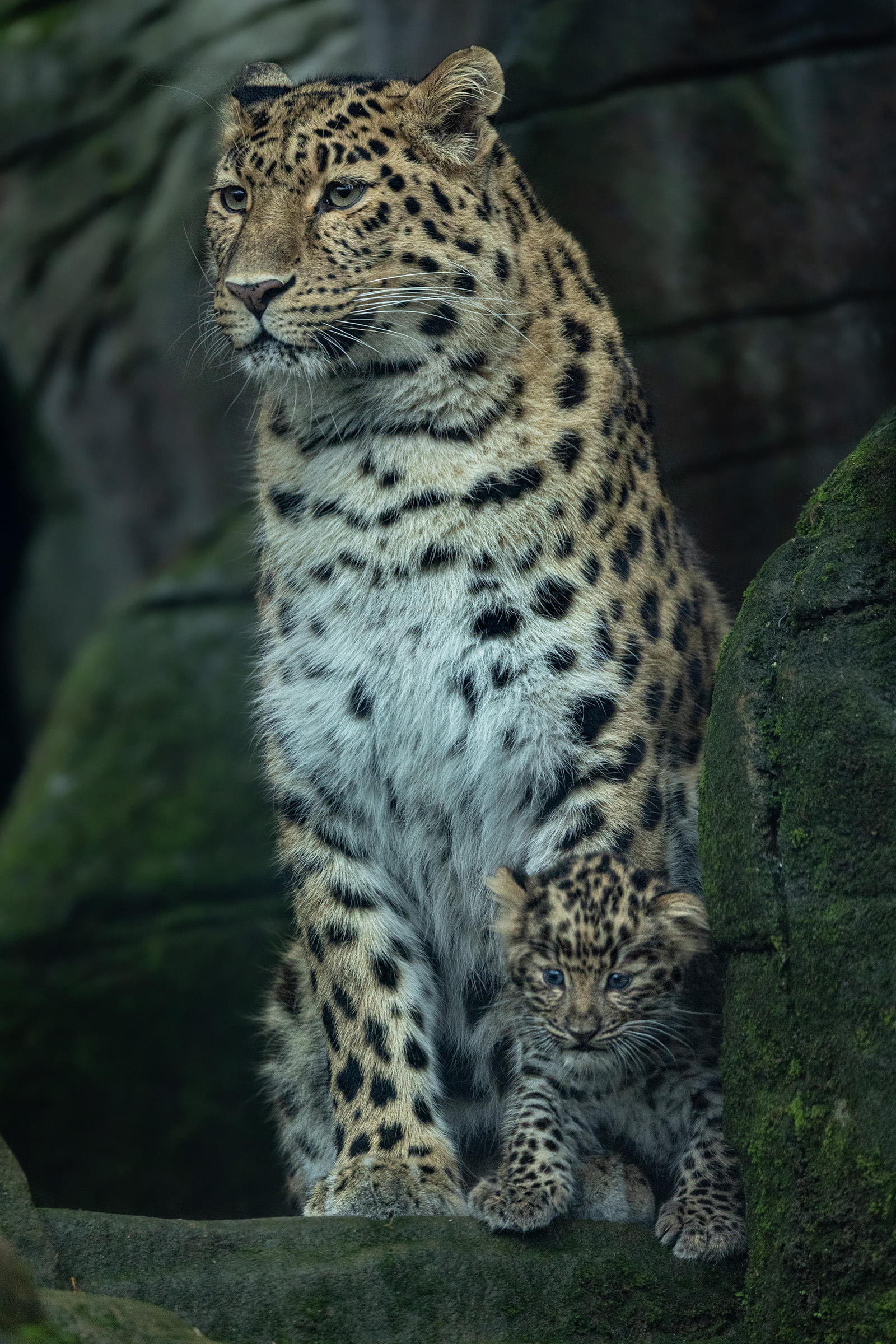 Leopard Cubs SPOTTED exploring the outdoors! - Colchester Zoological ...