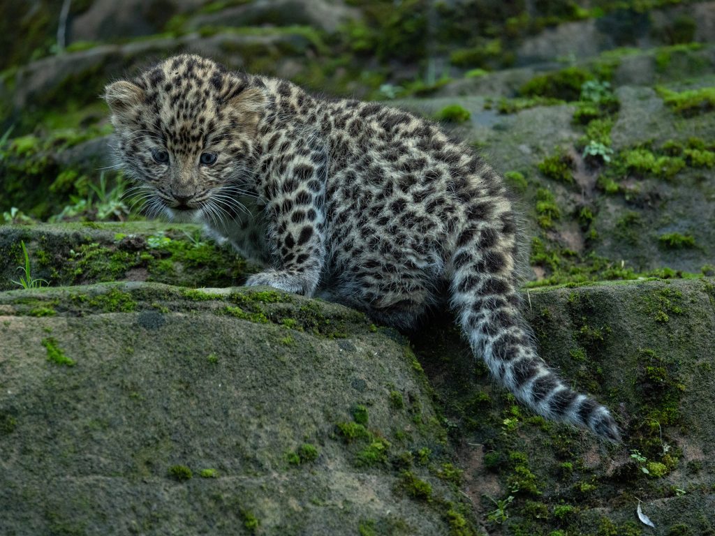 Leopard Cubs SPOTTED exploring the outdoors! - Colchester Zoological ...