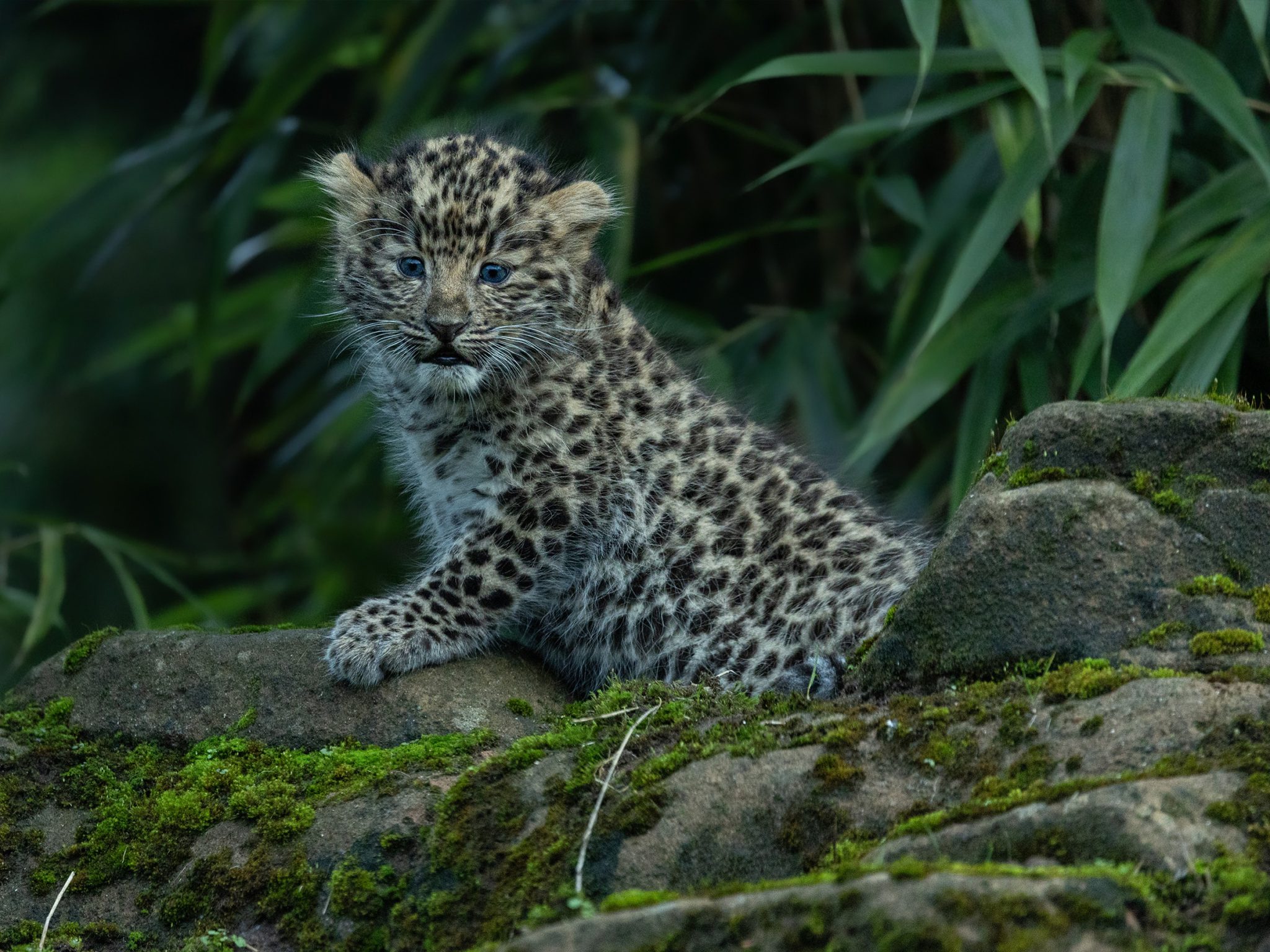 Leopard Cubs SPOTTED exploring the outdoors! - Colchester Zoological ...