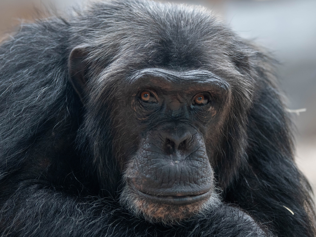 Tombe and Tumba Move Out - Colchester Zoological Society