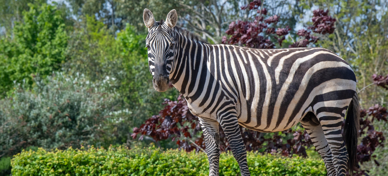 Kingdom of the Wild - Statement - Colchester Zoological Society