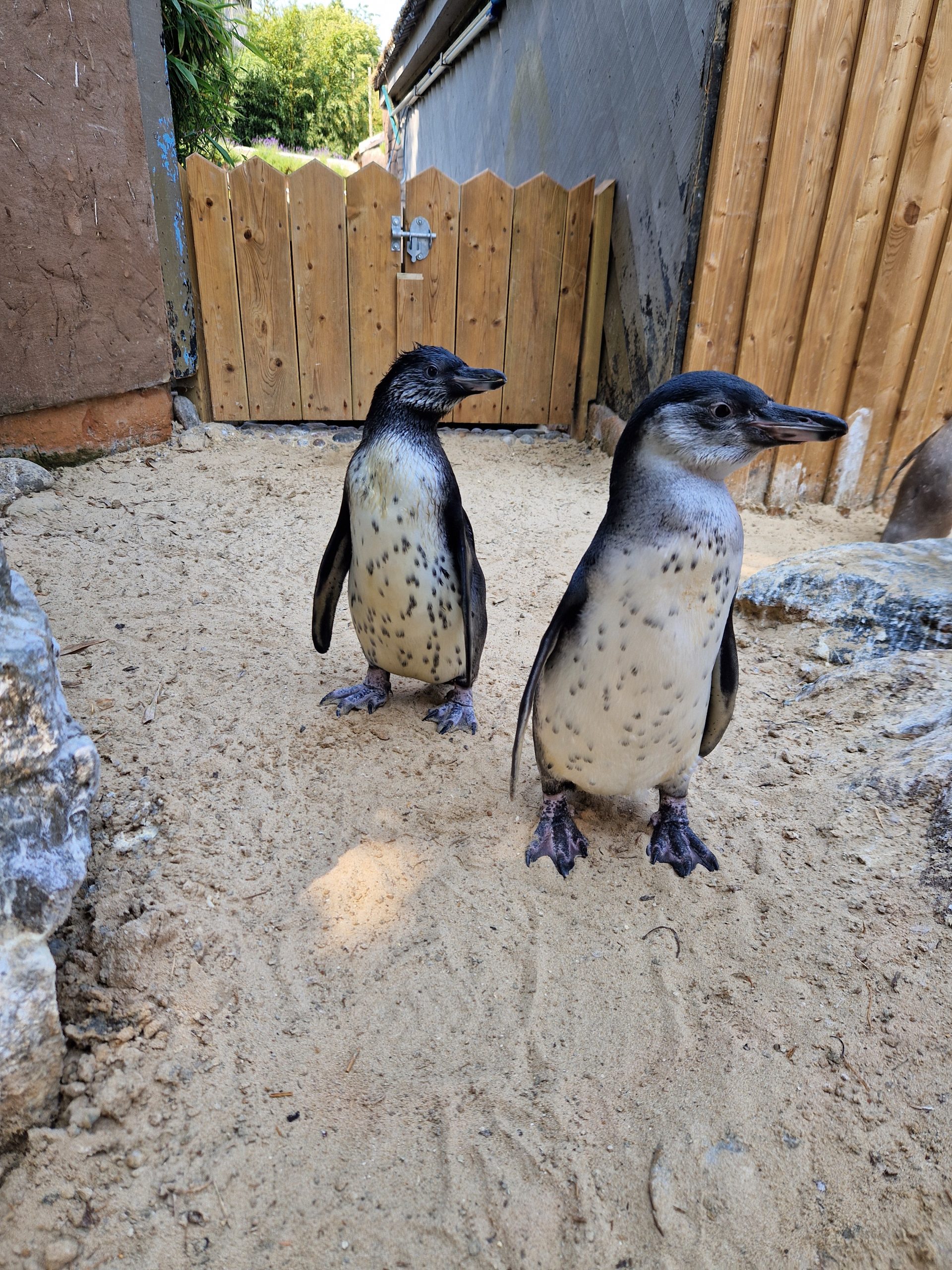 Happy Mother's Day! - Colchester Zoological Society