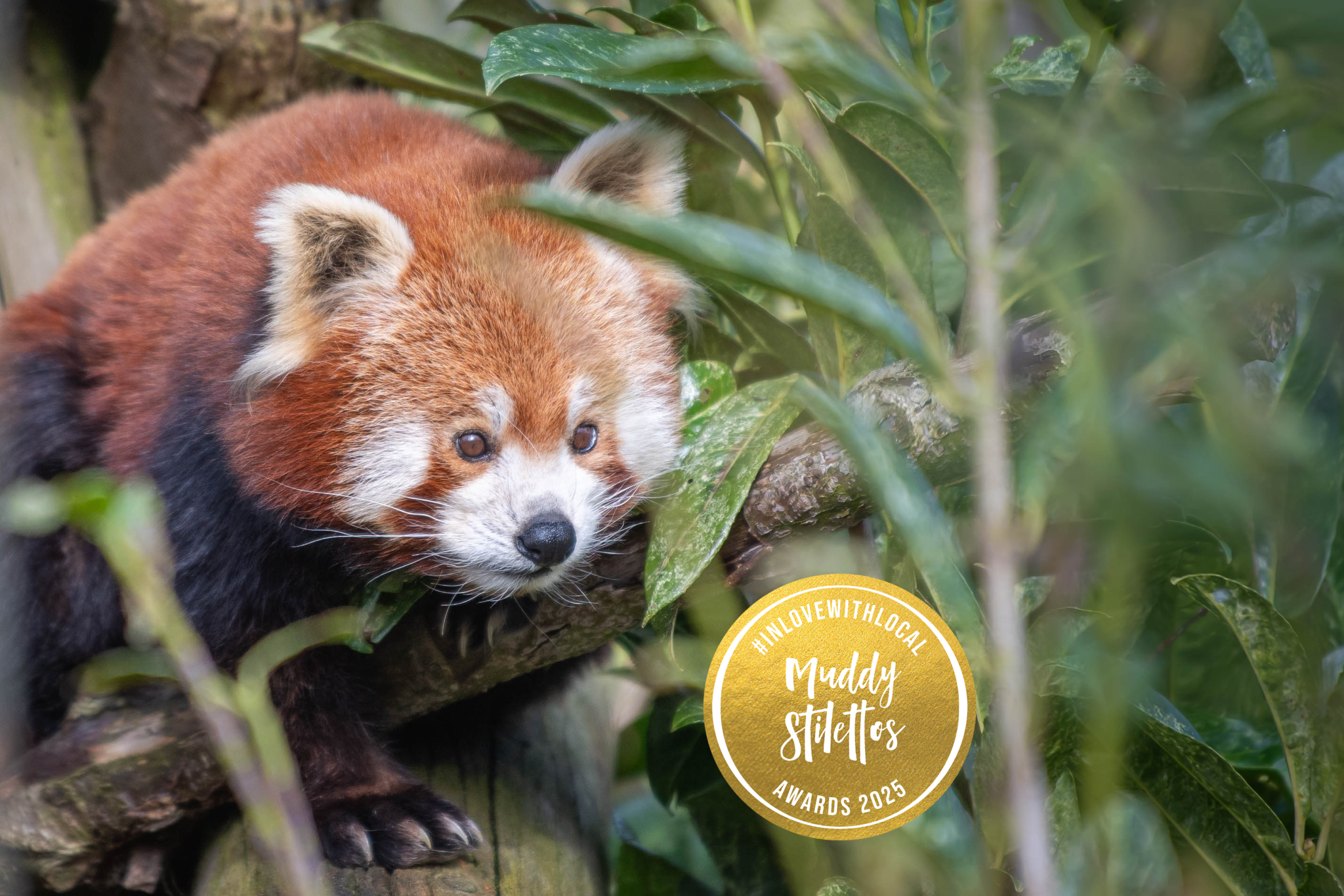 We’ve reached the REGIONAL FINALS! - Colchester Zoological Society