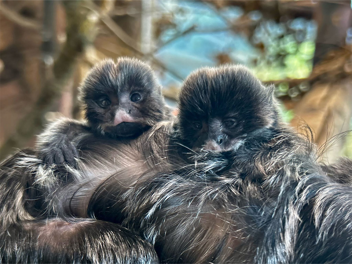 White-lipped tamarin babies - Colchester Zoological Society