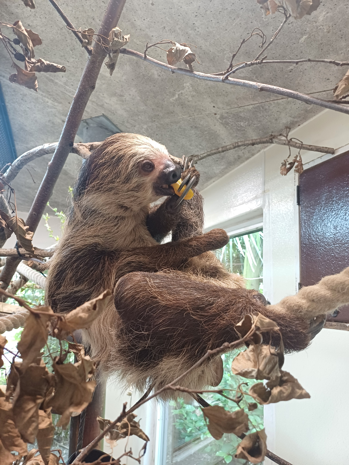 New Sloth Arrival - Colchester Zoological Society
