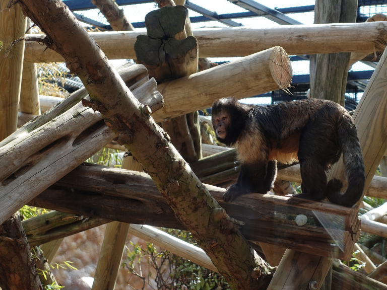 NEW Capuchin Climb now open! - Colchester Zoological Society