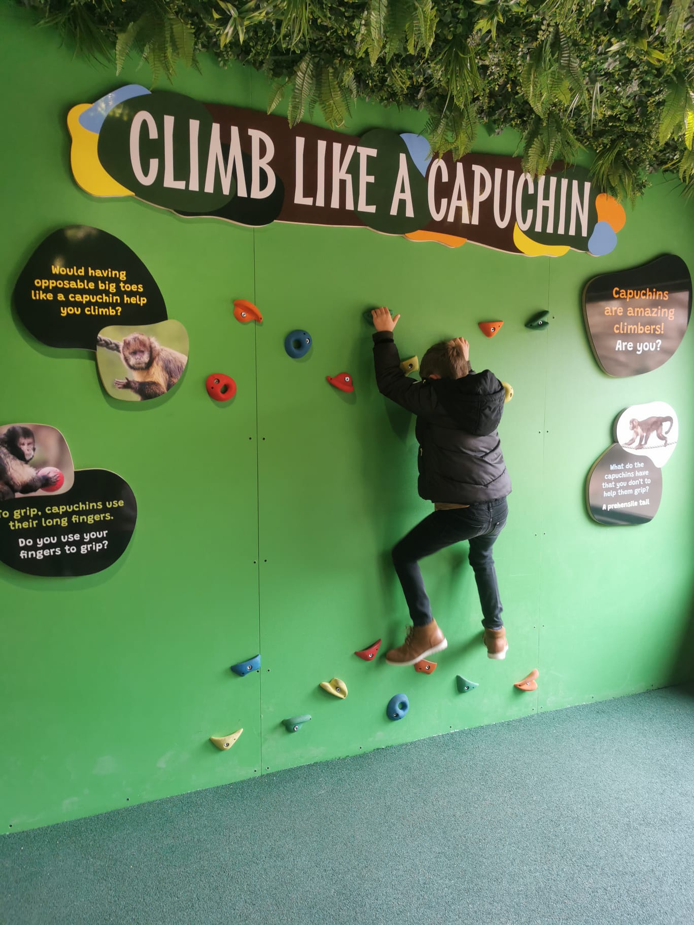 NEW Capuchin Climb now open! - Colchester Zoological Society