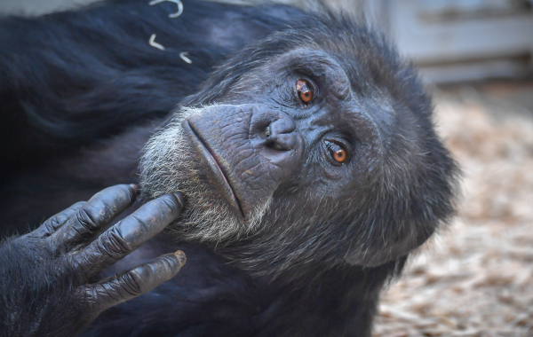 NEW Capuchin Climb now open! - Colchester Zoological Society