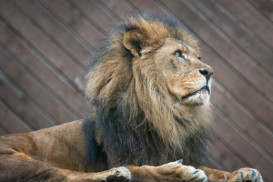 Exciting Pre-Application Plans for New Lion Habitat - Colchester ...