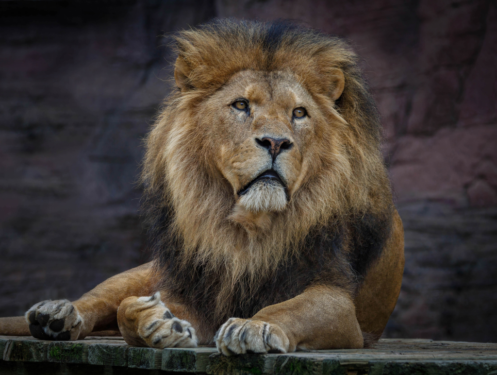 Exciting Pre-Application Plans for New Lion Habitat - Colchester ...