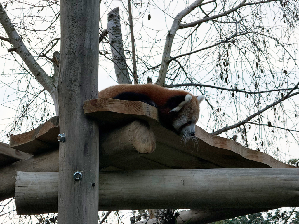 Red Panda Arrival - Colchester Zoological Society
