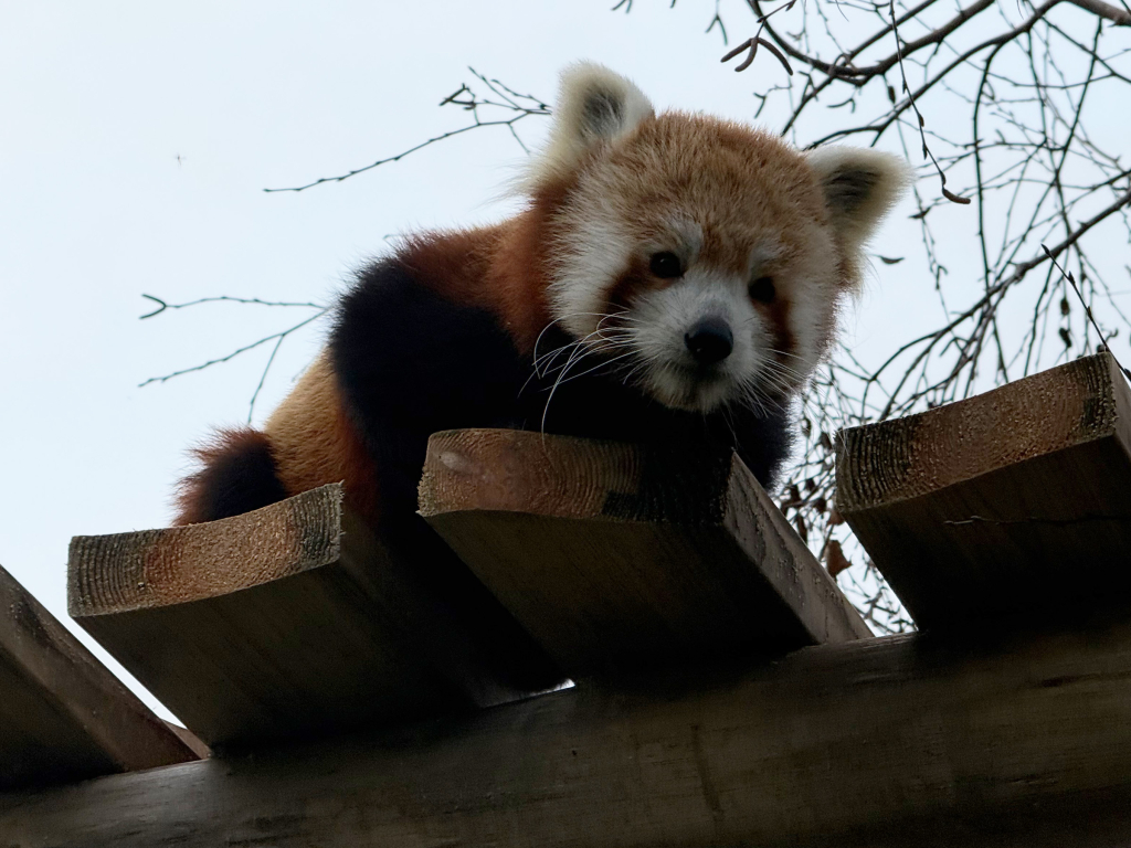 Red Panda Arrival - Colchester Zoological Society