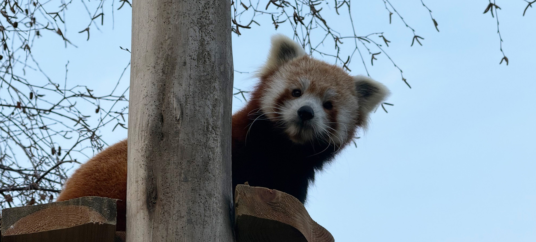 Red Panda Arrival - Colchester Zoological Society