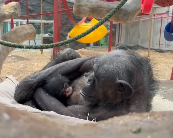 Baby chimpanzee born after 17 years! - Colchester Zoological Society