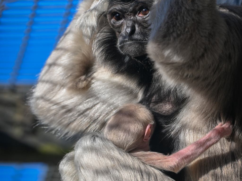 Endangered gibbon birth! - Colchester Zoological Society