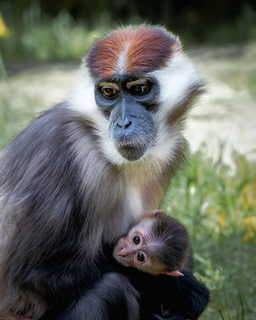 Endangered mangabey birth! - Colchester Zoological Society