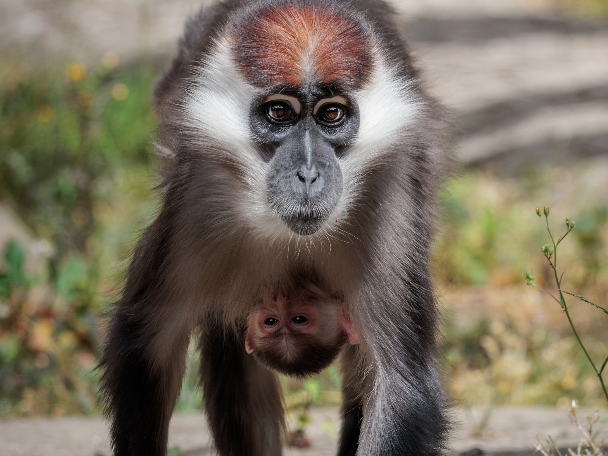 Endangered mangabey birth! - Colchester Zoological Society